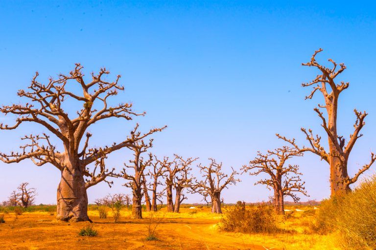 Baobabs - Maventur.com